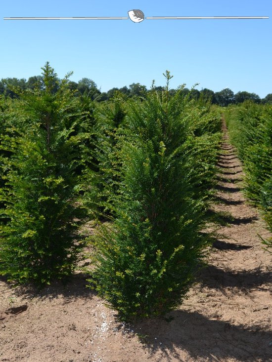 Venijnboom Taxus baccata 100-120 cm in Pot, 100x Haagplant | bol