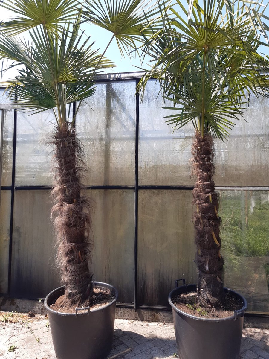 Palmier trachycarpus fortunei (Palmier éventail chinois) 180-200cm - En ...