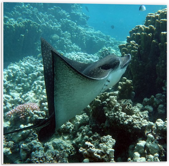 PVC Schuimplaat- Rog Zwemmend langs het Koraal op de Bodem van de Zee ...