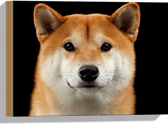 Hout - Portretfoto van Bruin met Witte Shiba Inu Hond tegen Zwarte ...