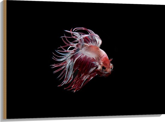 Hout - Rode met Witte Vis met Dansende Vinnen - 100x75 cm - 9 mm dik ...
