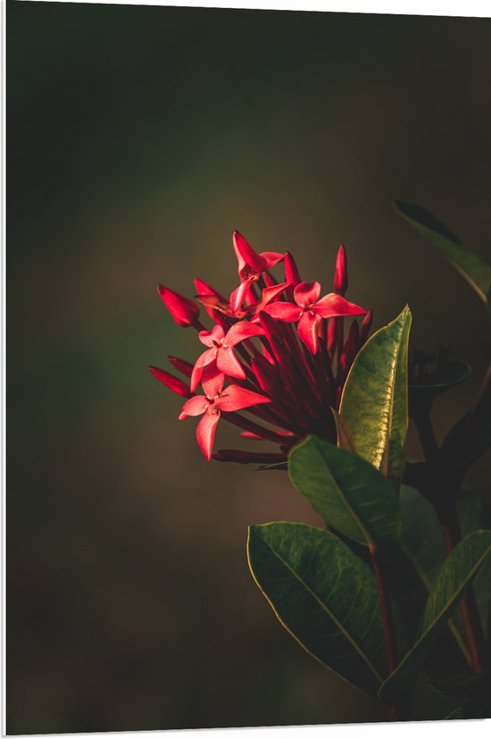 PVC Schuimplaat- Achter de Geranium Bloemen aan Plant - 70x105 cm Foto ...