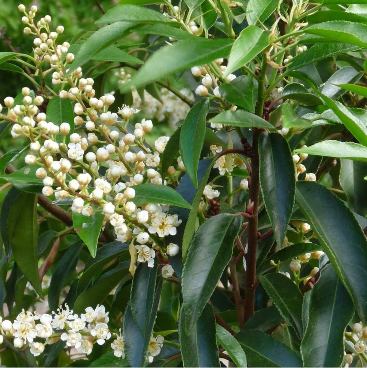 Portugese laurier - Prunus lusitanica 'Angustifolia' - 60-80 cm | bol