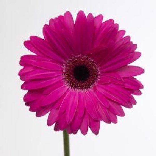 DutchFlowers - Boeket - 15x Gerbera rich 70cm | bol