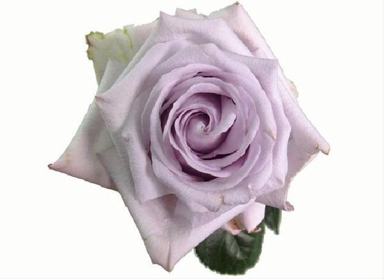 DutchFlowers - Boeket - 10x Rosa bounty way 60cm | bol