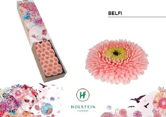 DutchFlowers - Boeket - 60x Germini pomponi belfi 40cm | bol