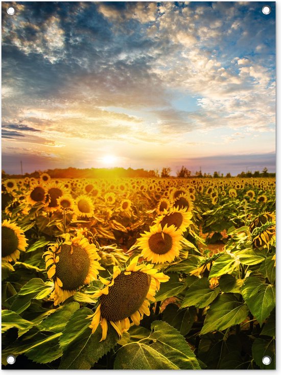 Tuinschilderij - Zonnebloemen - Zon - Tuin - Natuur - 60x80 cm ...