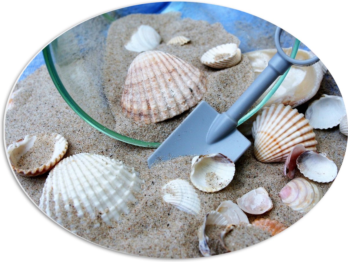 PVC Schuimplaat Ovaal - Zand - Glas - Schepje - Schelpen - Kleuren ...