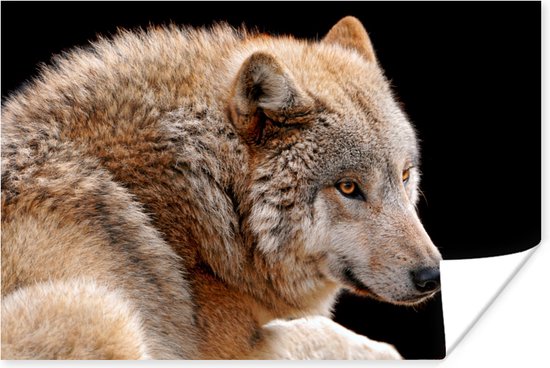 Poster Bruine wolf - 120x80 cm | bol