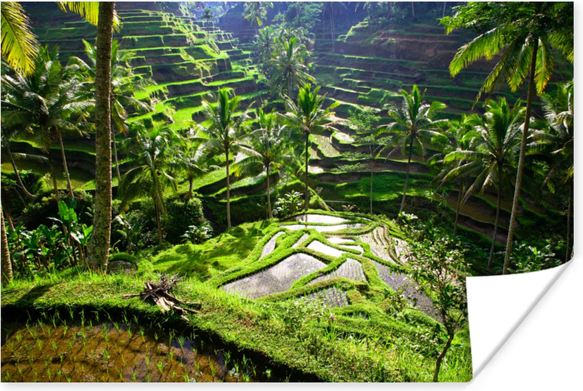 Poster Spectaculaire rijstvelden ten noorden van Ubud - 60x40 cm | bol.com