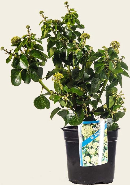Hedera helix 'Arbori Compact' | bol.com