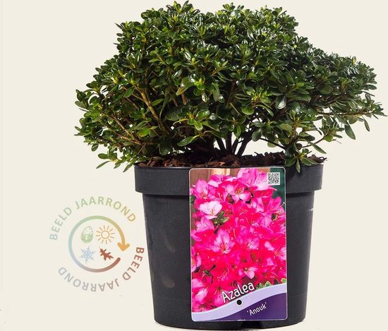 Rhododendron Azalea 'Anouk' | bol.com