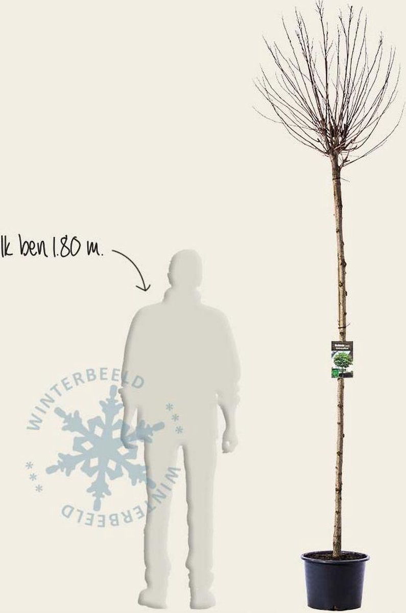 Robinia pseudoacasia 'Umbraculifera' - 200 cm stam | bol.com