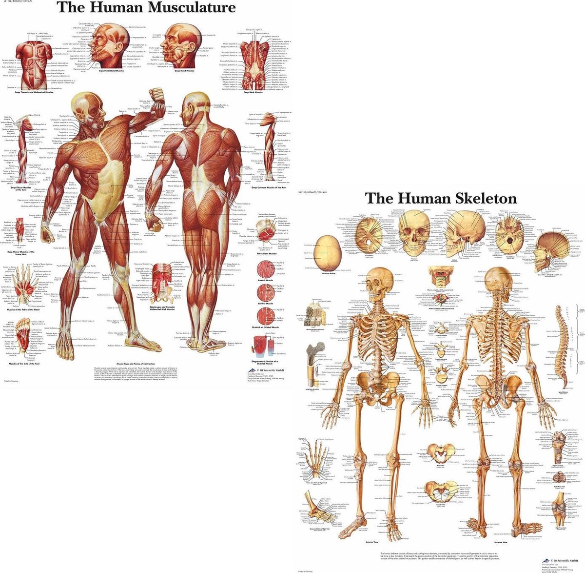 Het menselijk lichaam - anatomie posters spieren en skelet (Engels, gelamineerd 50x67 cm) | bol