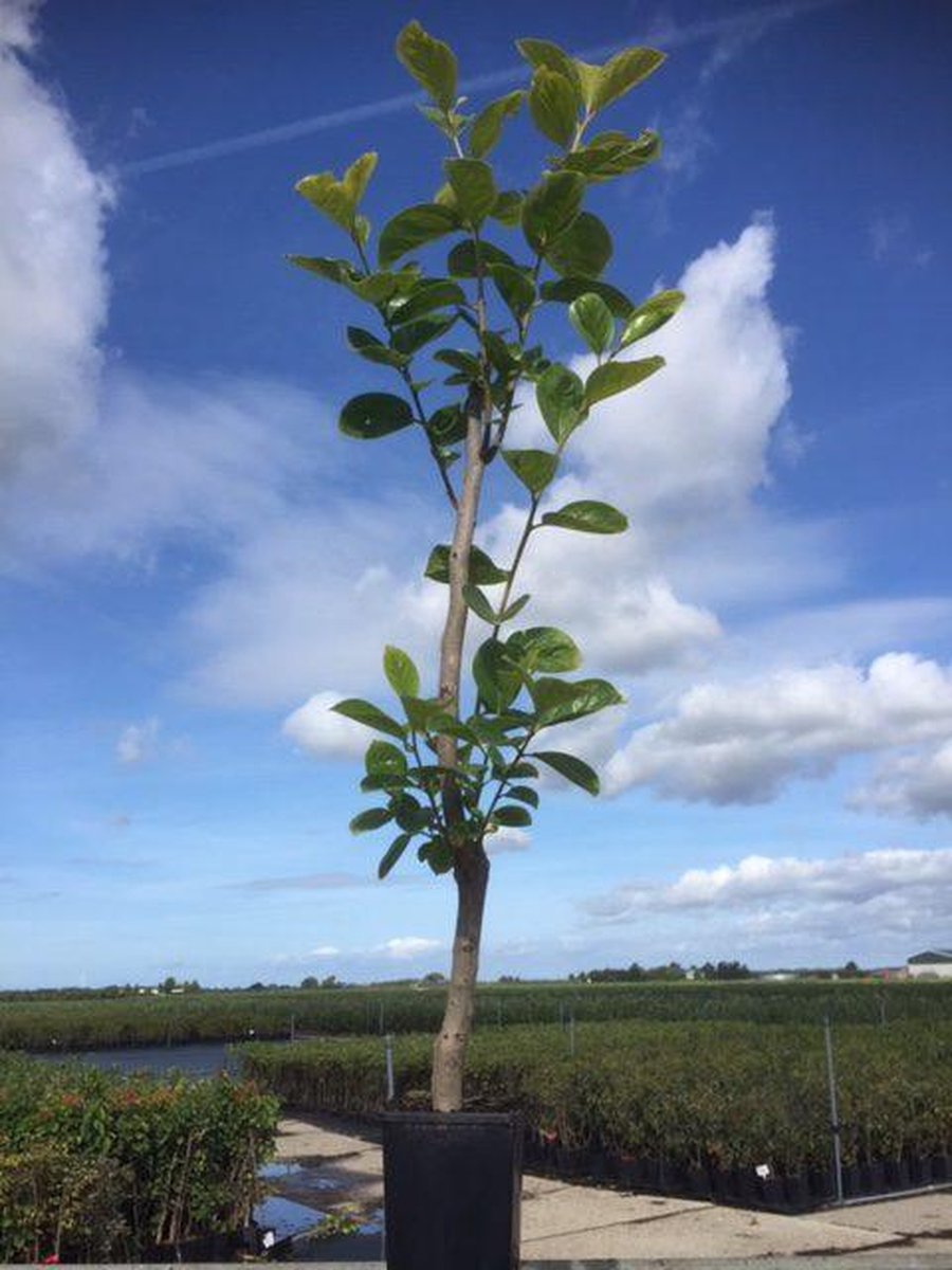 Diospyros lotus kaki Jiro, kaki du Japon, pot 2L | bol.com