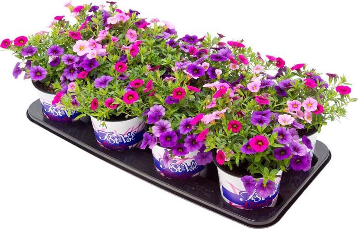 Petunia - Million Bells - Calibrachoa 'Triobells' - 3 kleuren in pot ...