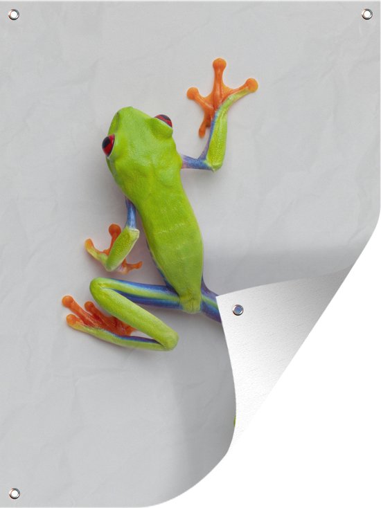 Grenouille verte devant fond blanc affiche de jardin toile en vrac ...