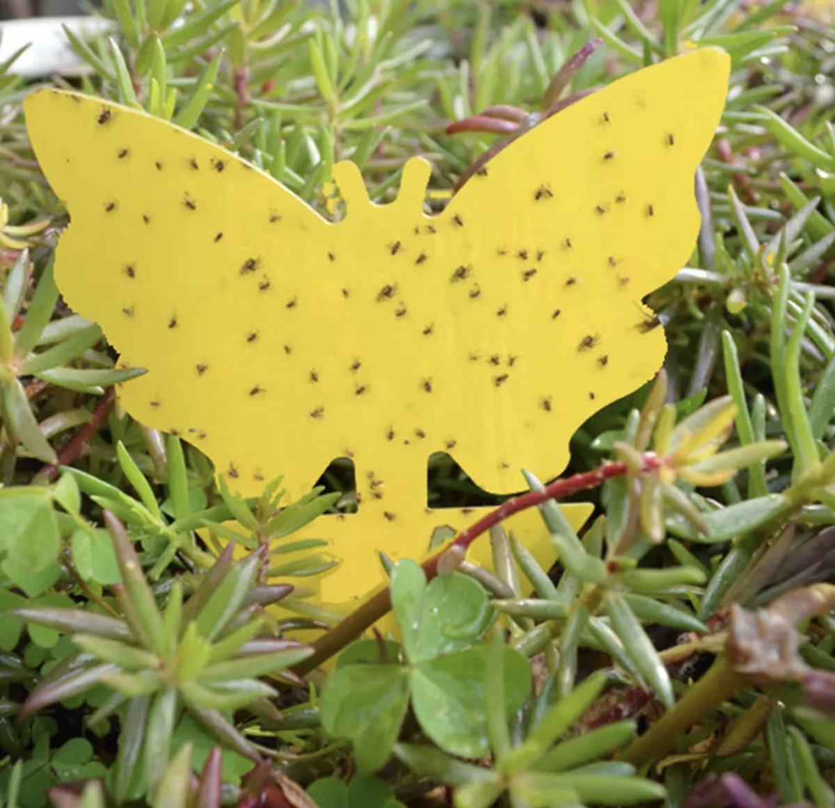 Vliegjes Bestrijden - Fruitvliegjes Vanger - Vliegen vanger - Plak Klavertjes Tegen... | bol.com