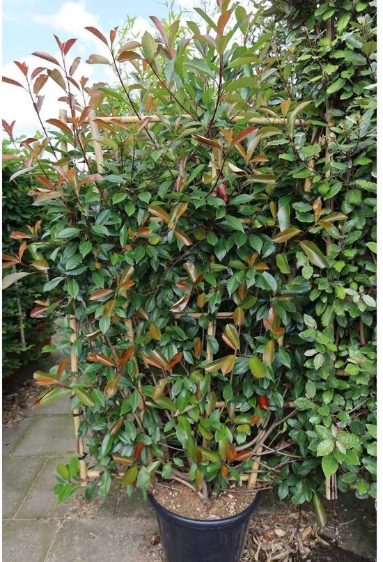 Glansmispel Red Robin (kant-en-klare haag) - Photinia fraseri 'Red Robin' | bol.com