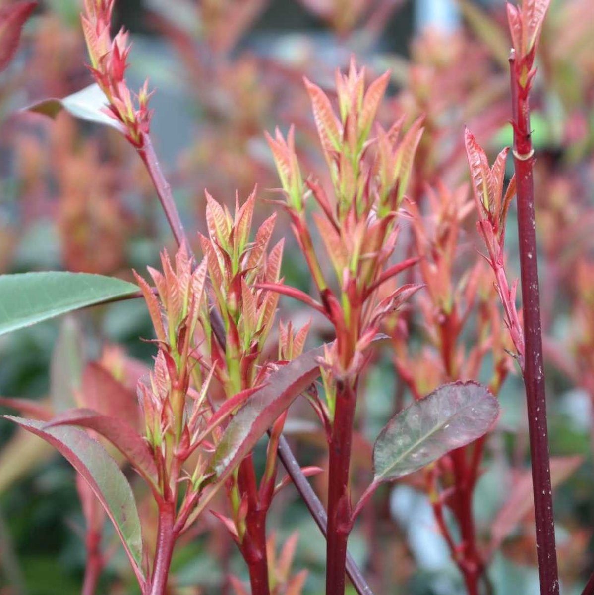 Glansmispel Red Robin (kant-en-klare haag) - Photinia fraseri 'Red ...