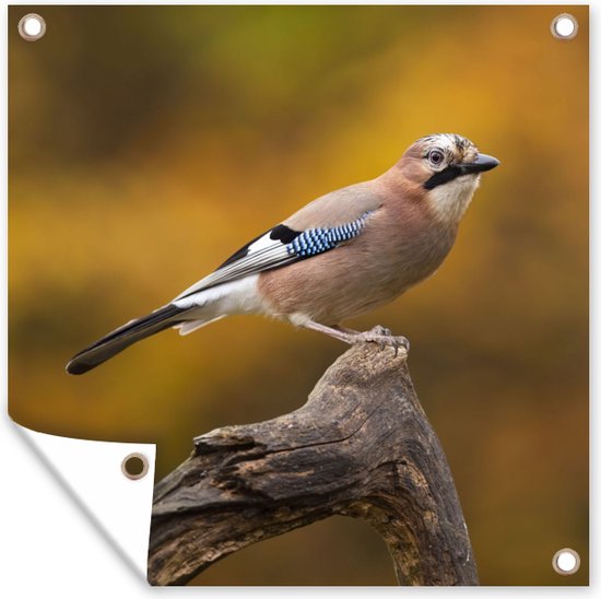 Tuin poster Vogel - Tak - Vlaamse gaai - 50x50 - Tuindoek ...