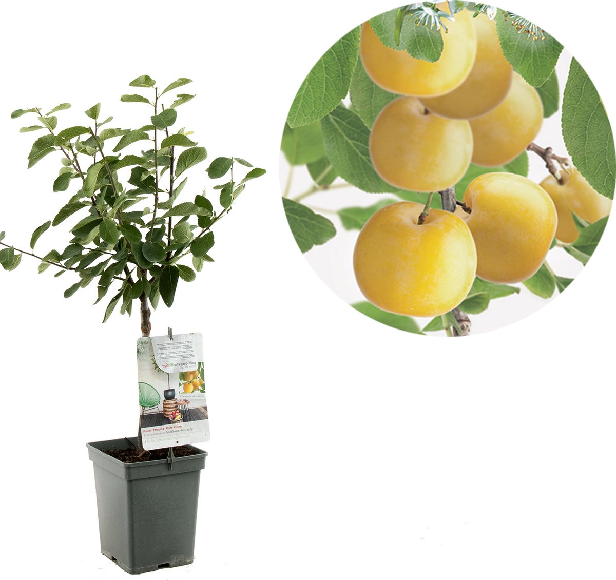 Prunus domestica Mirabelle de Nancy | gele pruim | patio | bol.com