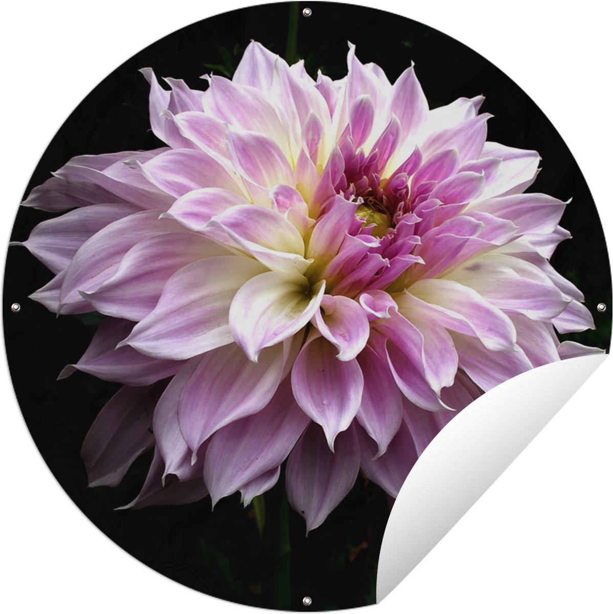 Affiche de jardin autour de Dahlia - Dahlia sur fond noir Affiche de ...