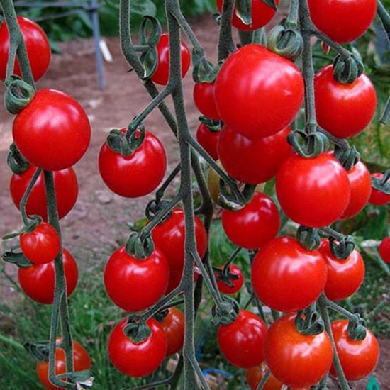 Tomaten zaden - Cherrytomaat Supersweet F1 | bol
