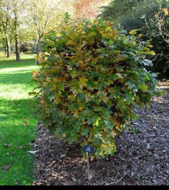 2 x Quercus palustris 'Green Dwarf' - Moeraseik 50- 60 cm in pot | bol