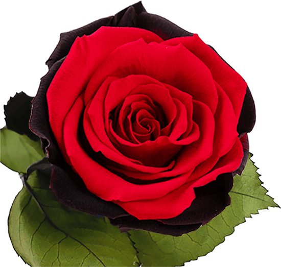 Longlife roos rood special - Rosuz - Echte roos met 3 jaar houdbaarheid ...