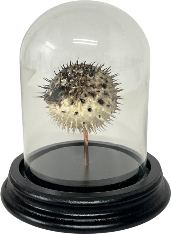 Egelvis in stolp - Taxidermie stekel vis in glazen stolpje | bol