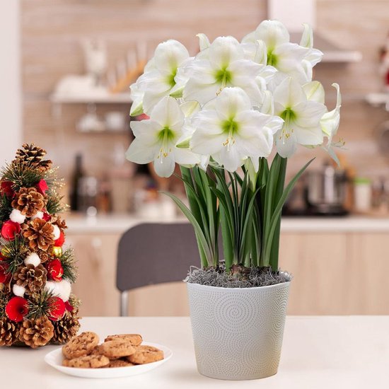 Amaryllis Bol - Mont Blanc - Bloembollen - 1 stuk - Wit - Bloem bollen ...