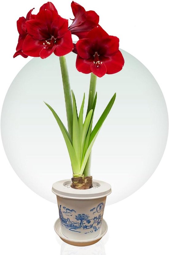 Amaryllis Bol - Pot DIY Pakket - Bloembollen - 2 stuks - Bruin - Bloem ...