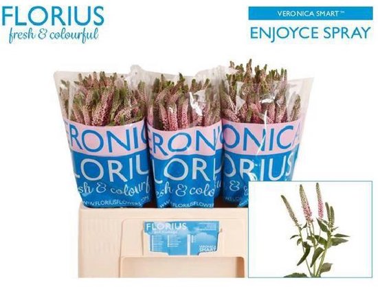 20x Veron.smart enjoyce 60cm | bol