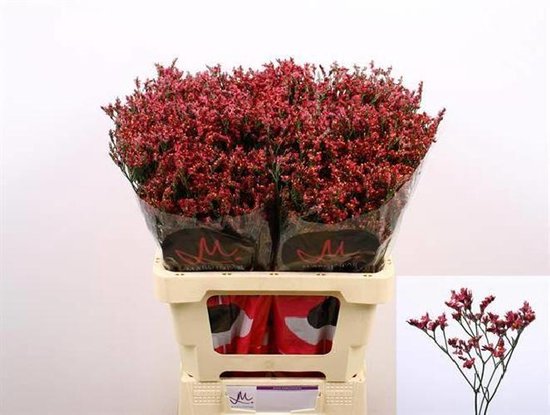 25x Lim.scarlet diamond 60cm | bol