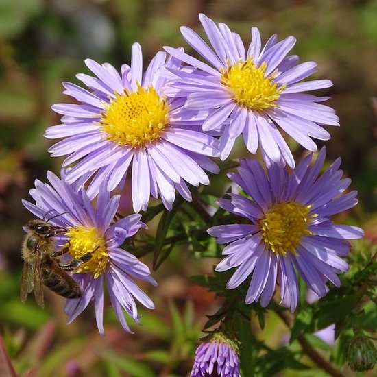6x Aster amellus 'Dr Otto Petschek' Pot 9x9cm - Prachtige vaste plant ...