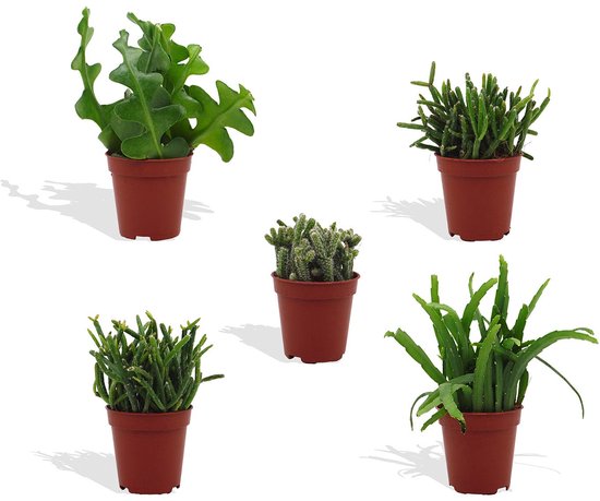 DutchLeafs Rhipsalis Mix Mini Vetplanten - 5 Stuks - Kwekerspot 5,5 cm ...