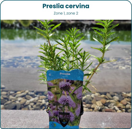 Aquabetta Vijver planten set LVP-013 - 6 vijverplanten - 6x Preslia ...