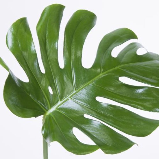 10x Sg monstera blad 80cm | bol