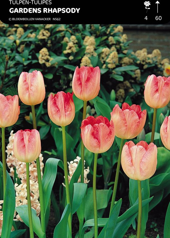 50 x Tulp 'Ganders Rhapsody' Bloembollen - Vrolijke Geel met Rode ...