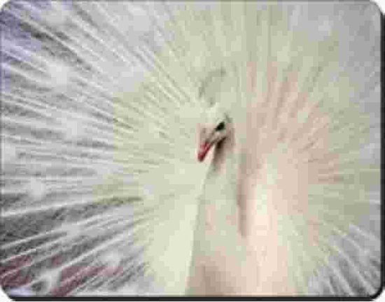 Witte Pauw Muismat | bol.com