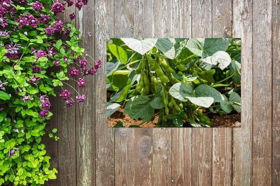 Cultiver du soja pendant une journée ensoleillée Poster de jardin 60x40 ...