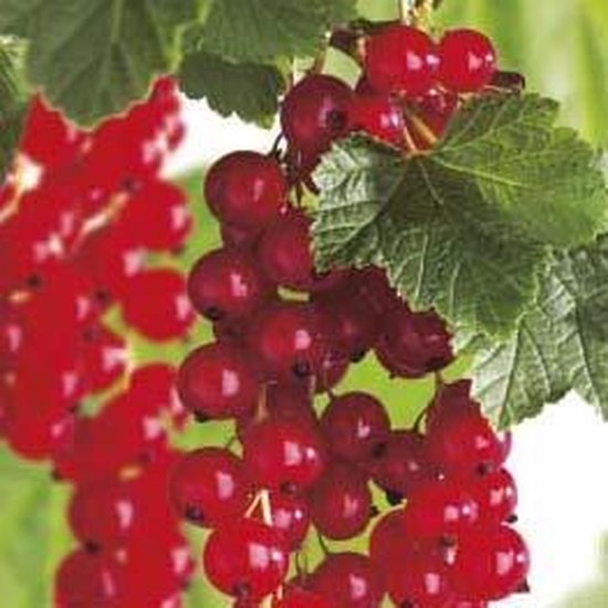 Rode bes - Ribes rubrum Rovada - bessenstruik - kleinfruit ...