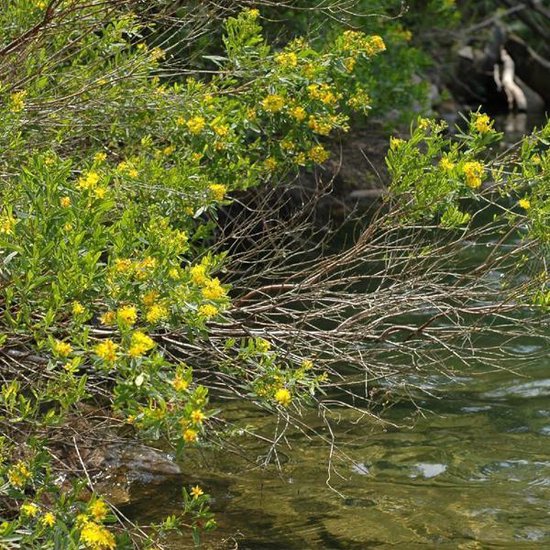 Hypericum Densiflorum 'Buttercup' - Hertshooi - 30-40 cm in pot: Struik ...