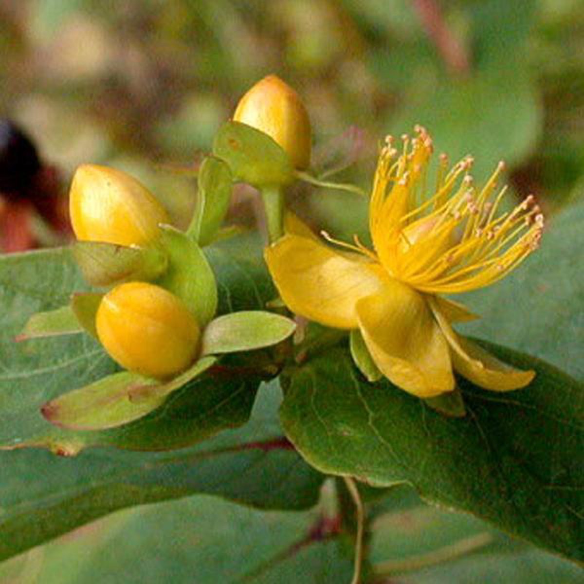 Hypericum Androsaemum - Mansbloed 30-40 cm pot | bol.com