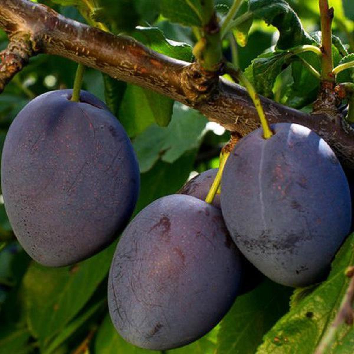 PRUNUS DOMESTICA 'ALTESSE DOUBLE' - Pruim Boom hoogstam blote wortel ...