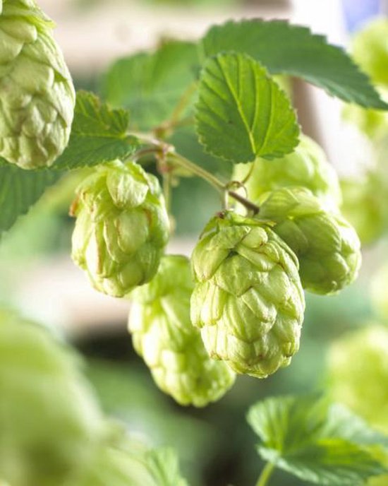 100%FRUIT 5x Hop (Humulus lupulus Nordbrau) - pakket voor een ...