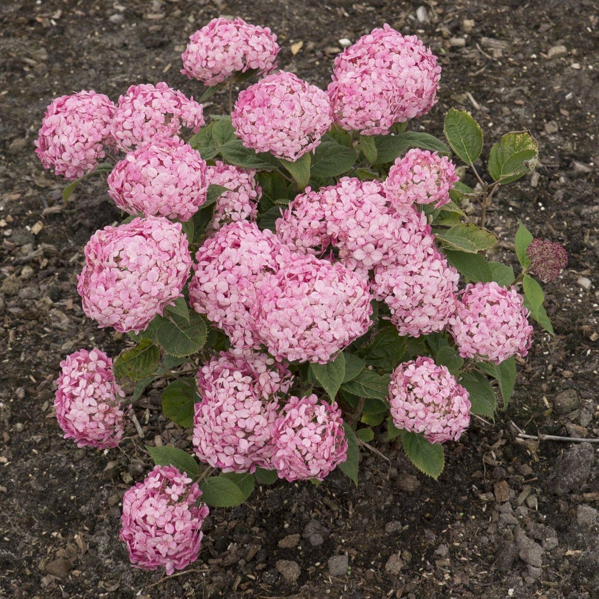 12x Hydrangea arborescens 'Ruby Annabelle' - Hortensia donkerroze bolbloem in 3 liter pot | bol.com