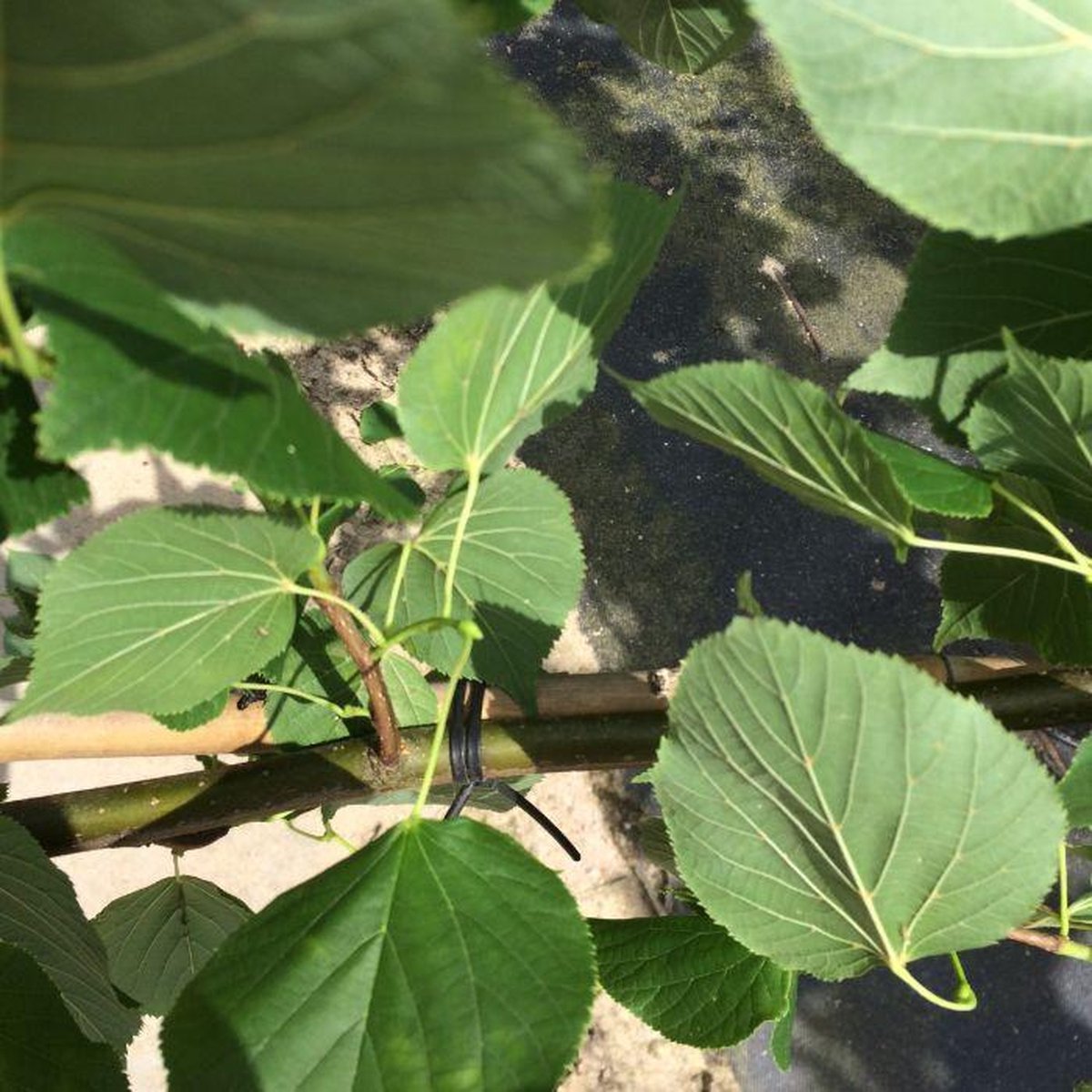 Leilinde - ‘Tillia europaea ‘Pallida' 220 cm stamhoogte (14 - 18 cm ...