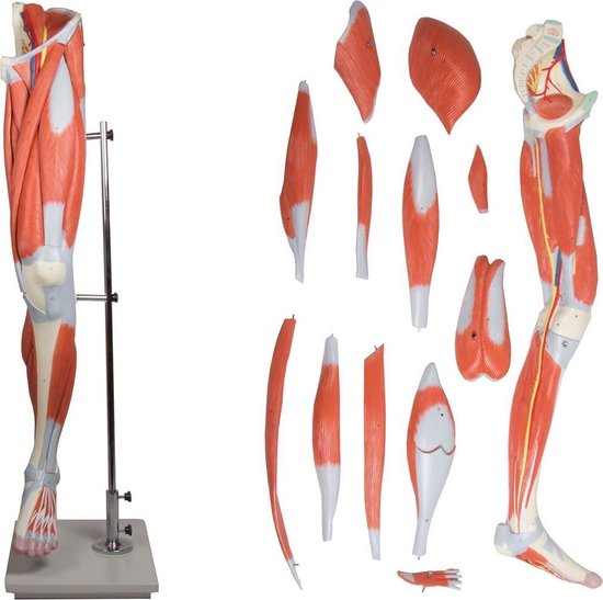 Het menselijk lichaam - anatomisch model spieren been/bekken, 13-delig ...